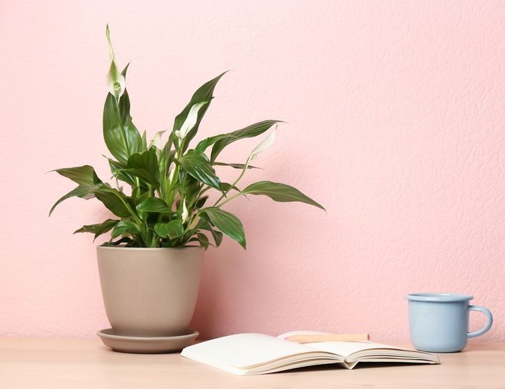 The Best Plants & Flowers to Enhance Your Office - Cole's Flowers